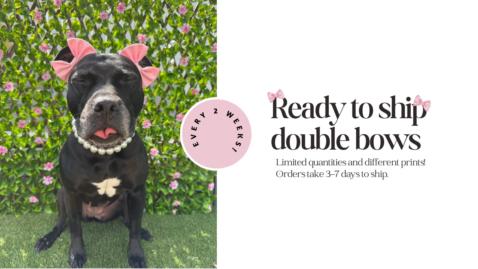 Ready To Ship Double Bows – Wildly Cute